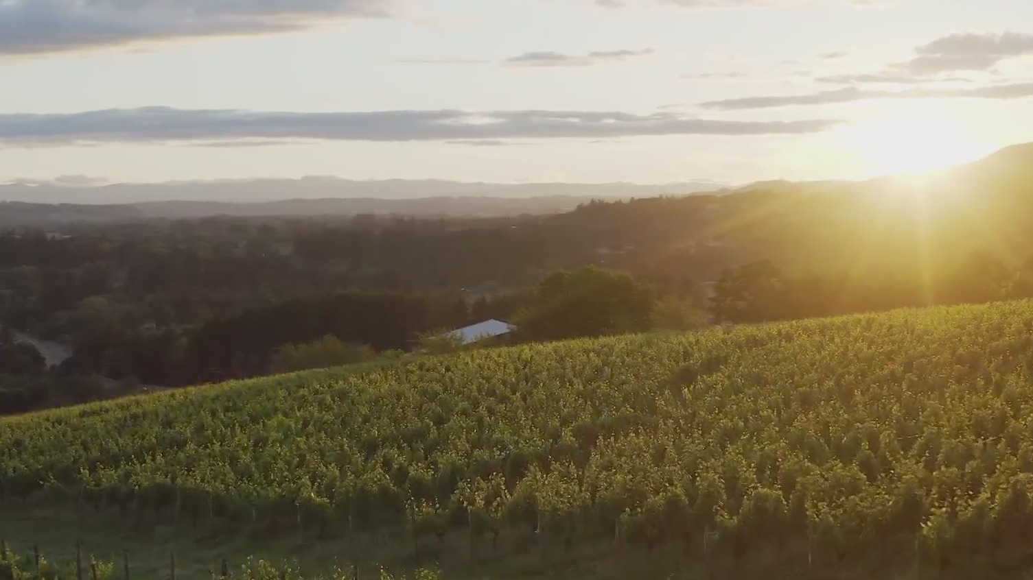 Chehalem Tasting Room & Wine Bar kicks off summer events – KOIN.com