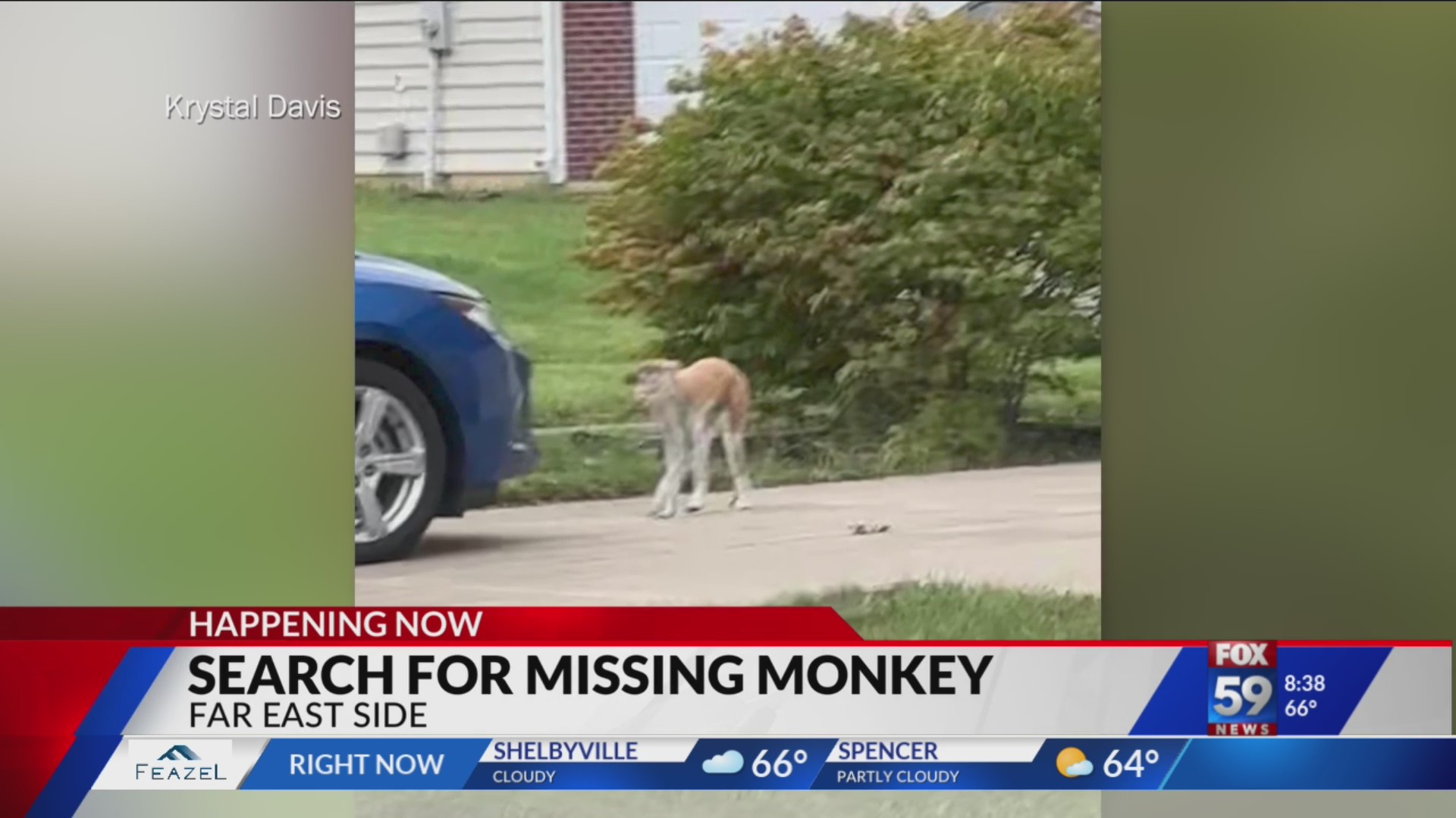 IMPD confirms sighting of Momo the monkey – Fox 59