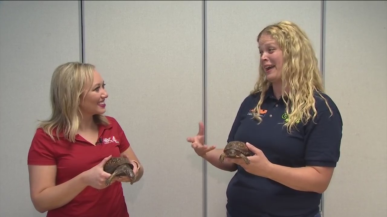Connecting with COSI: Box turtles – NBC4 WCMH-TV