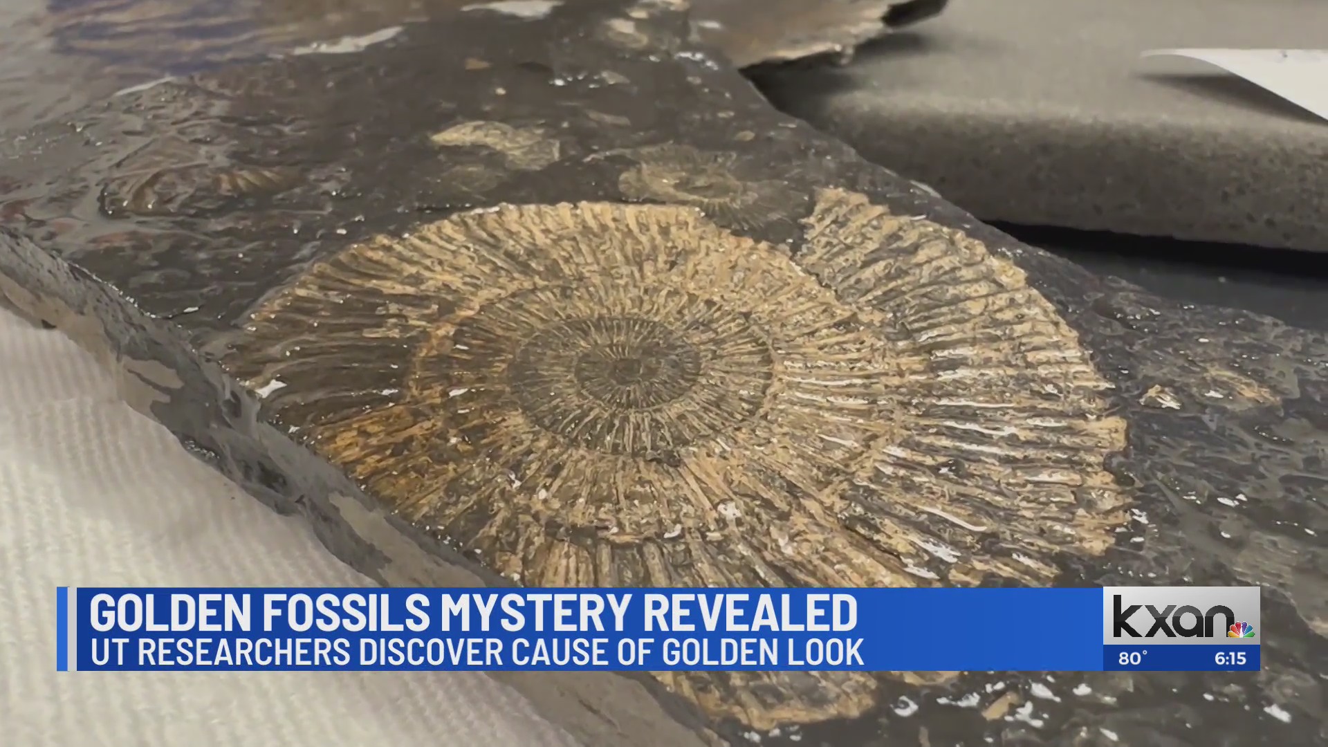Texas researchers discover Fool’s Gold fossils aren’t what they thought ...