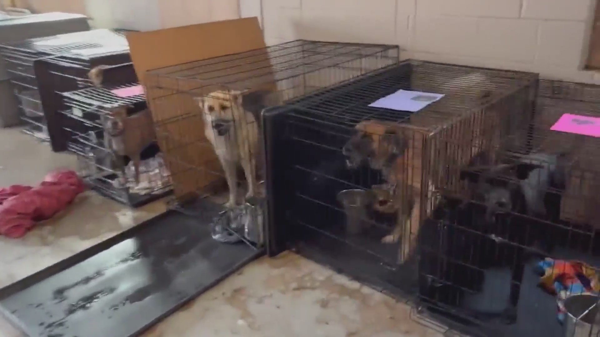 Unleashed Pet Rescue in Mission ordered to surrender license – FOX 4 ...