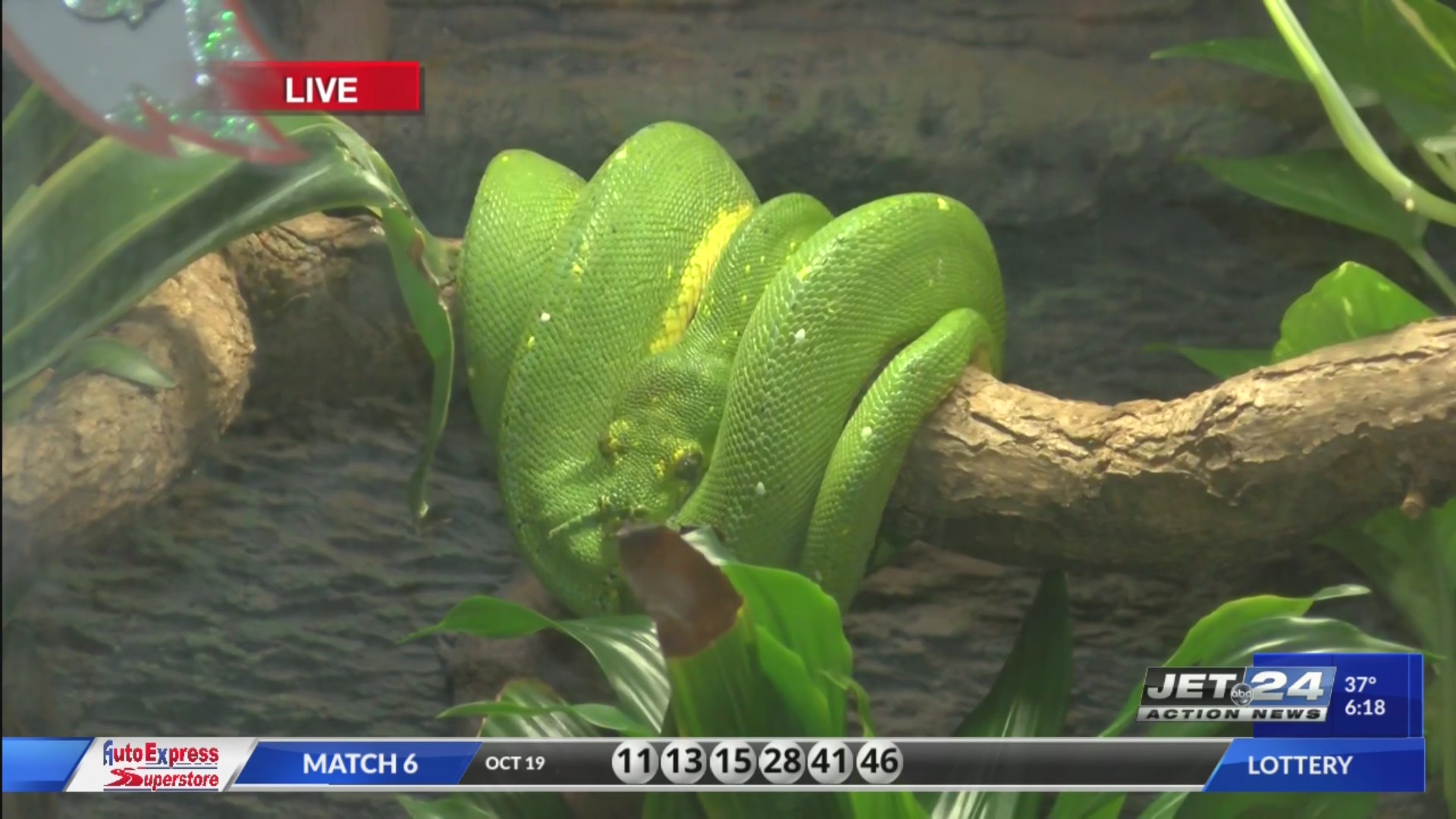 Wild Stuff: Creepy animals for Halloween — Green tree python – WJET ...