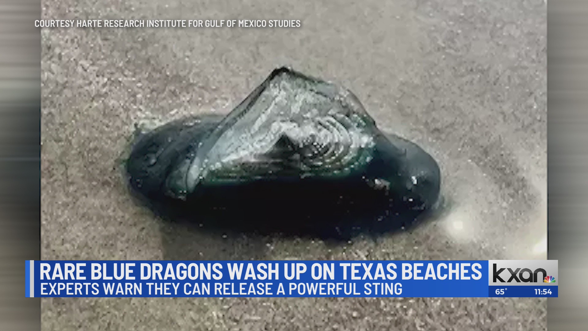 Rare blue dragons wash up on Texas beaches – KXAN Austin