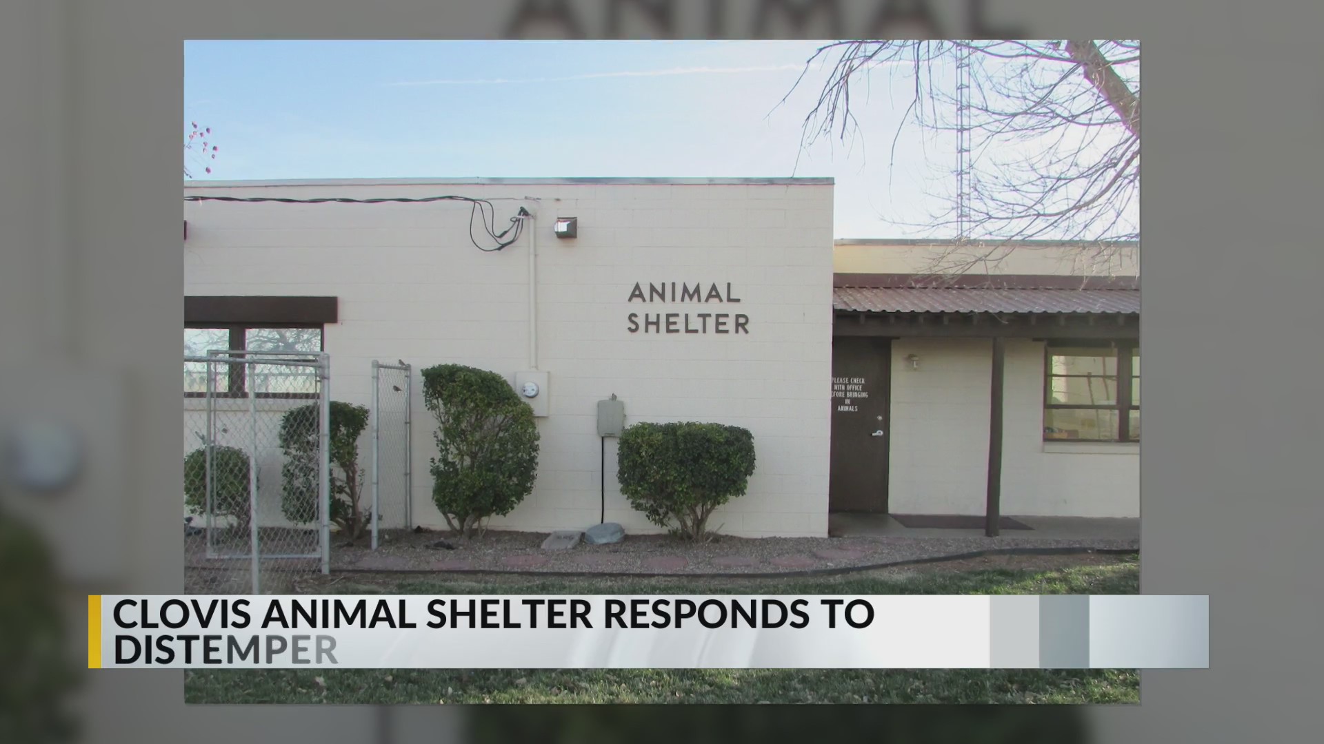 Animal Control Clovis Nm