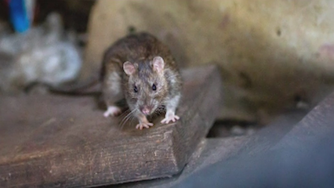 How to keep your home safe from rats | Morning in America – NewsNation