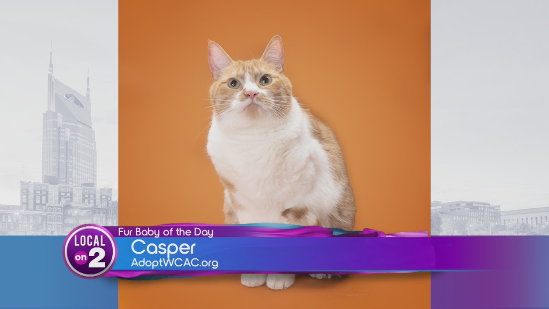 Fur Baby of the Day: Casper! – WKRN News 2