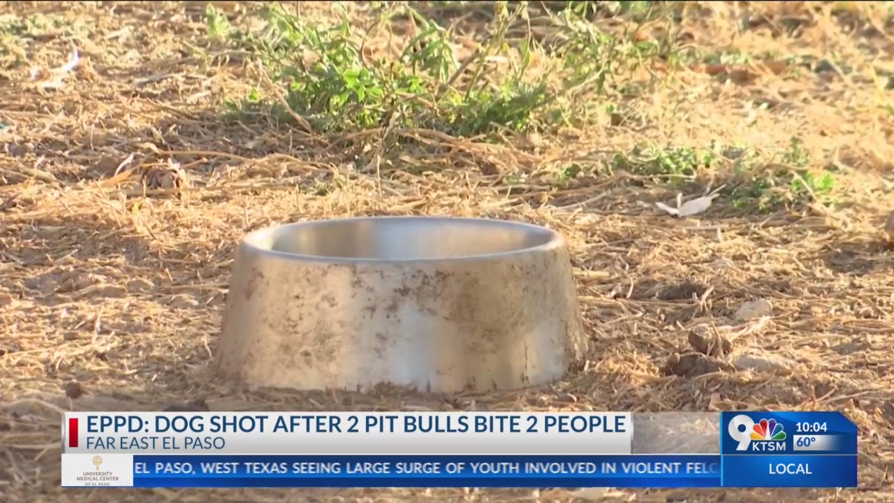 Police: Dog shot after 2 pit bulls bite two people – KTSM 9 News