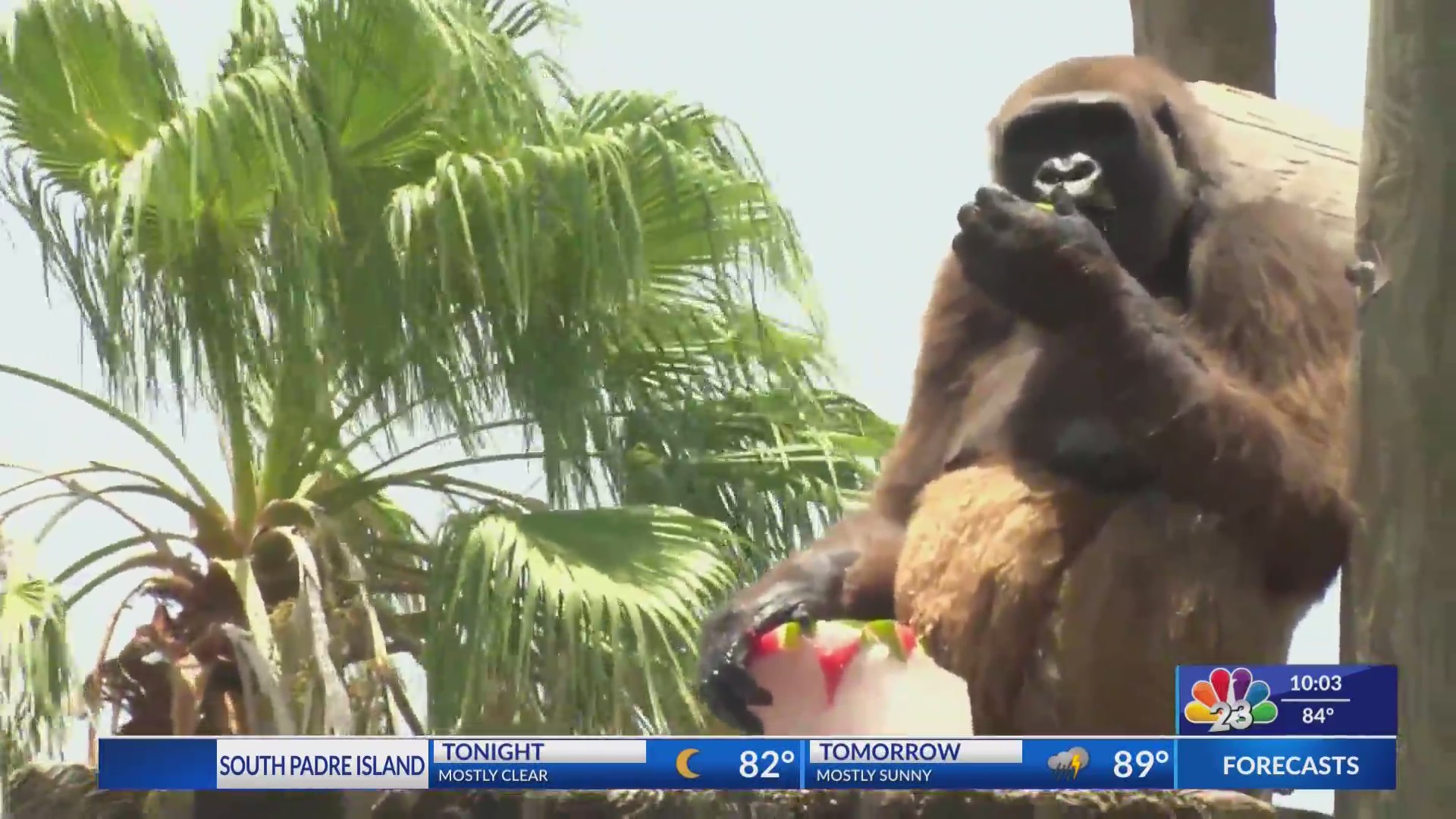 Gladys Porter Zoo help animals cool off during summer heat – KVEO-TV