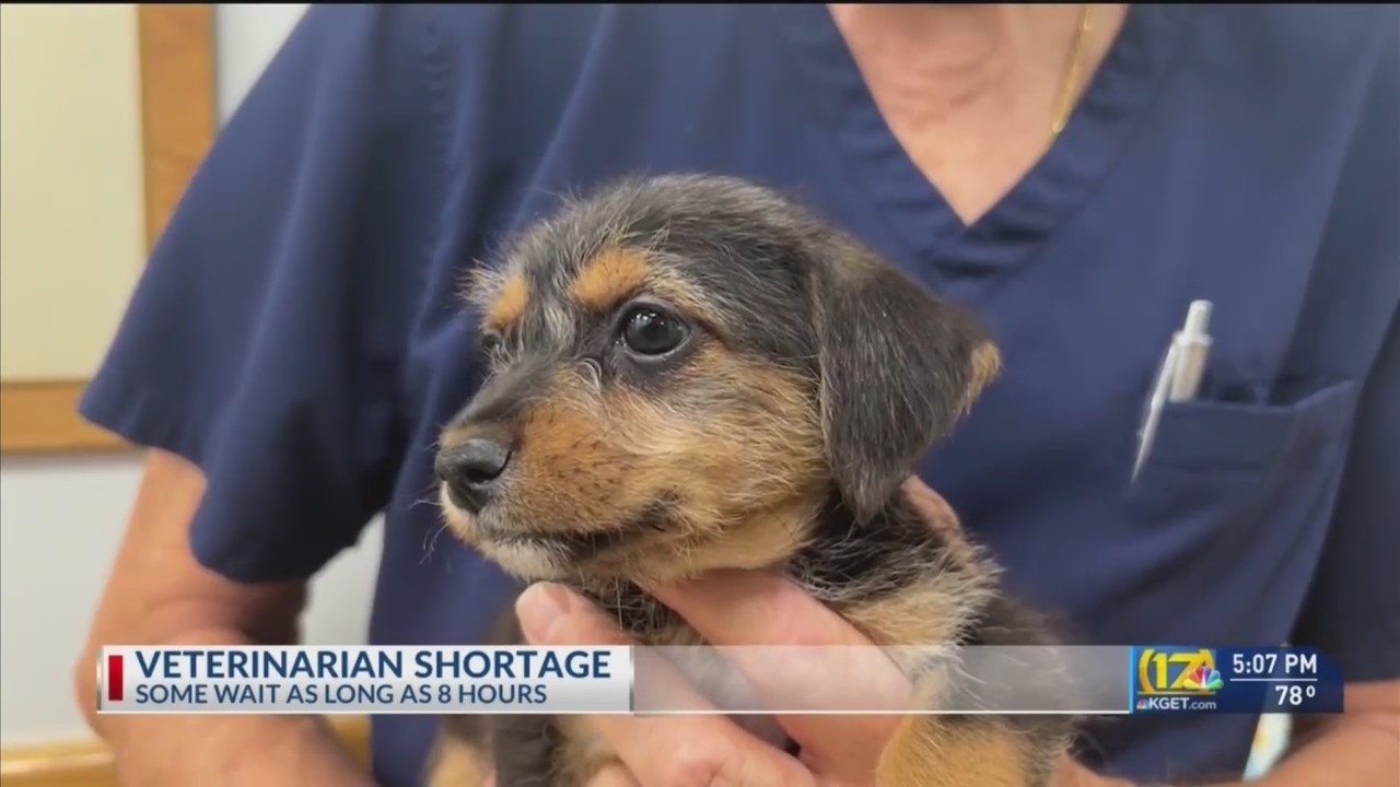 Acute shortage of veterinarians has pet owners sometimes waiting weeks ...