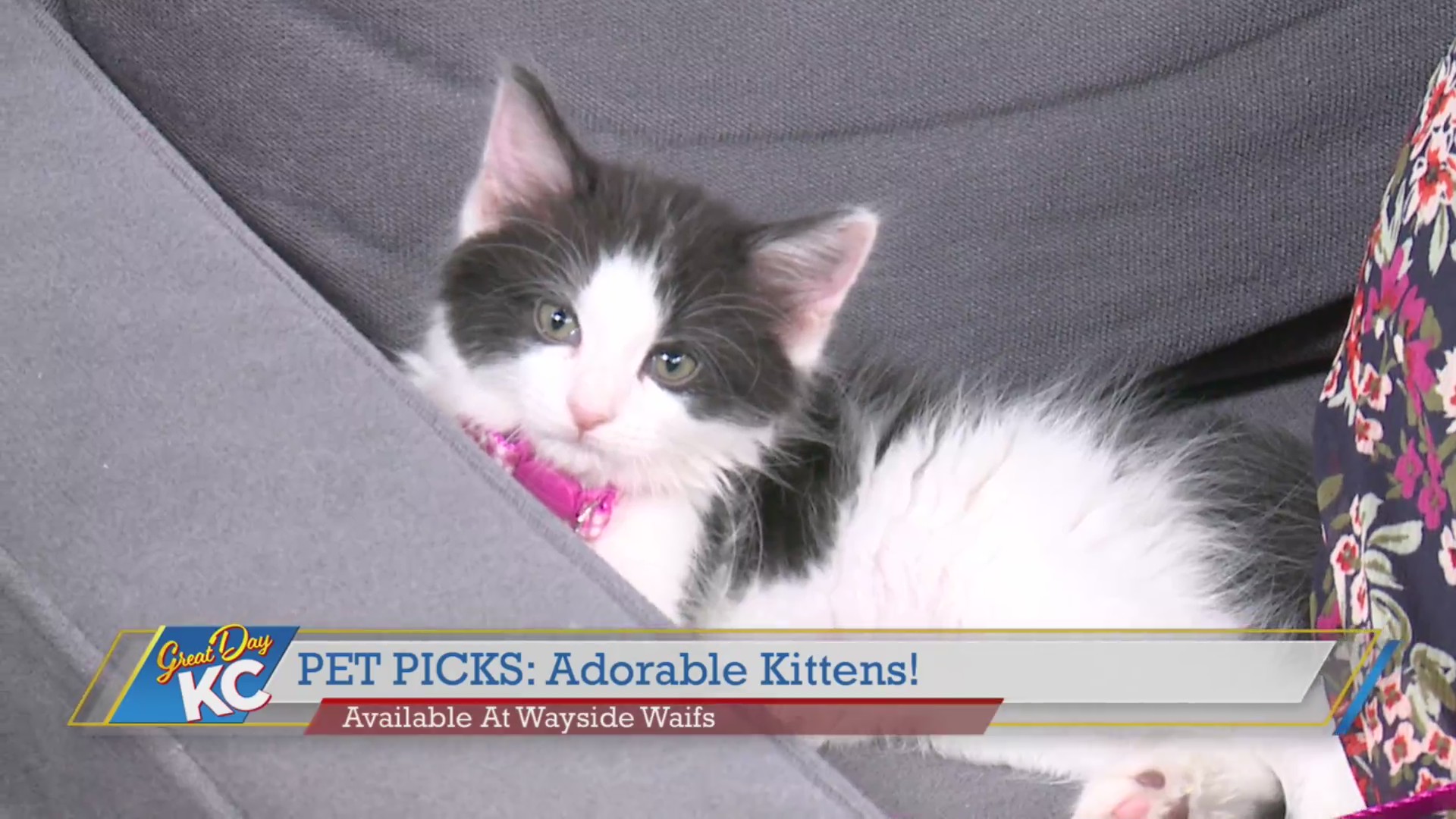 PET PICKS: Adorable Kittens Up For Adoption! – FOX 4 Kansas City WDAF ...
