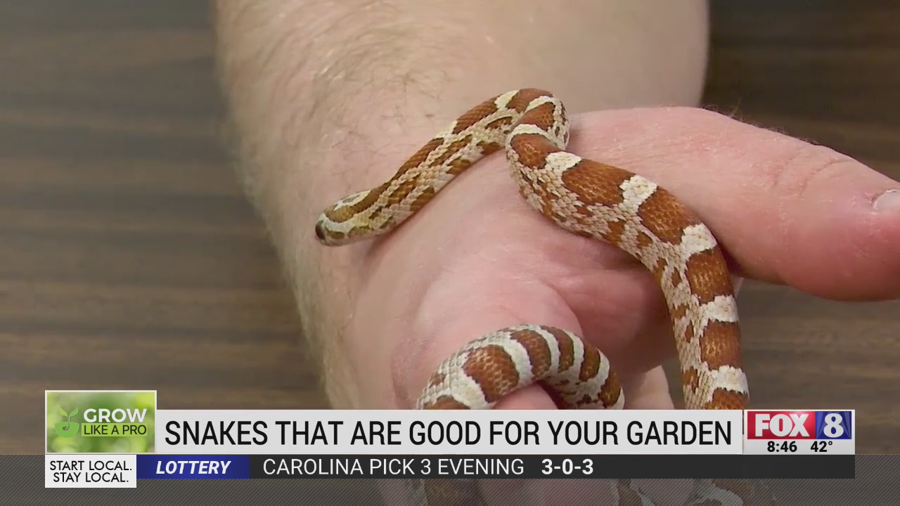 Identifying helpful snakes in your garden – FOX8 WGHP