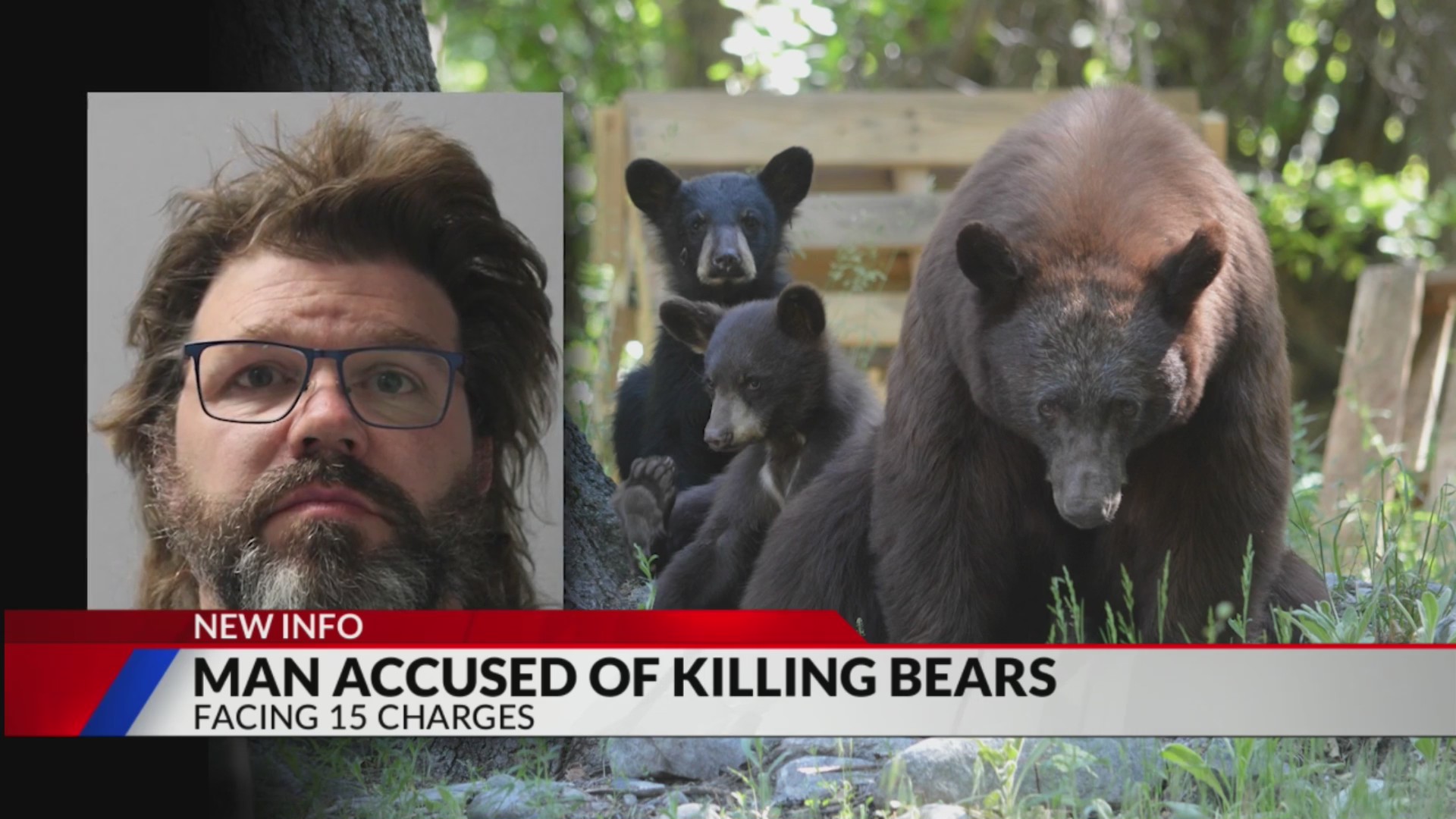 Colorado man accused of cutting heads and paws off poached bears ...