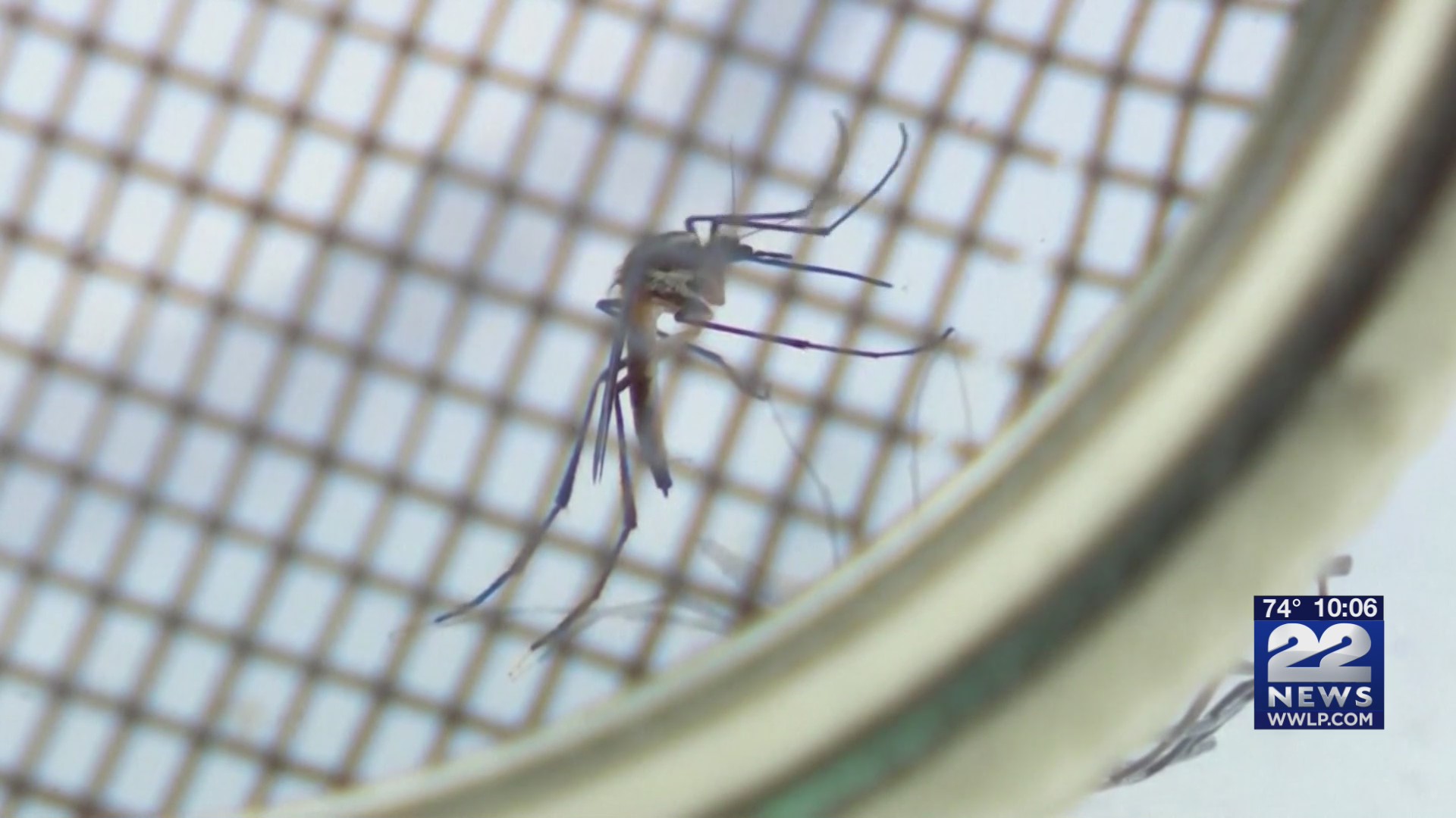 Rainy summer increasing mosquito population, experts say – WWLP