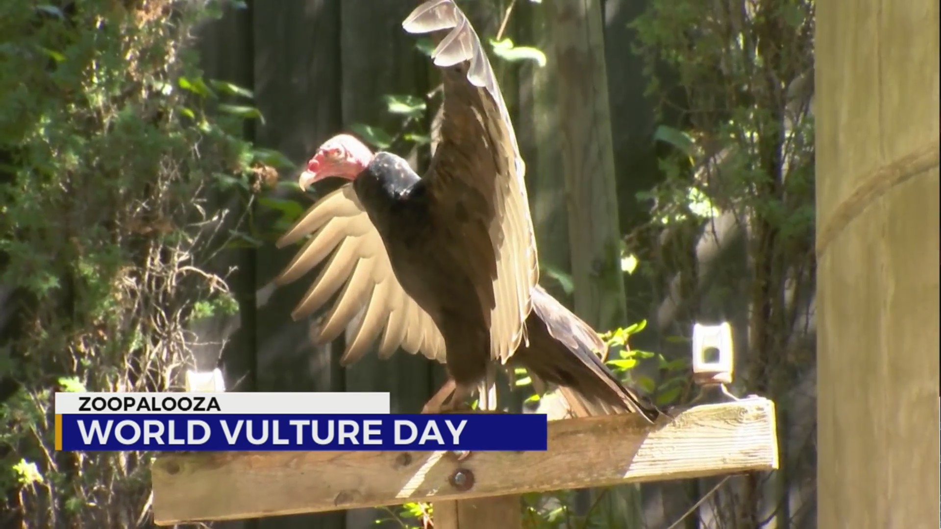 World Vulture Day: Meet Fester from the Nashville Zoo – WKRN News 2