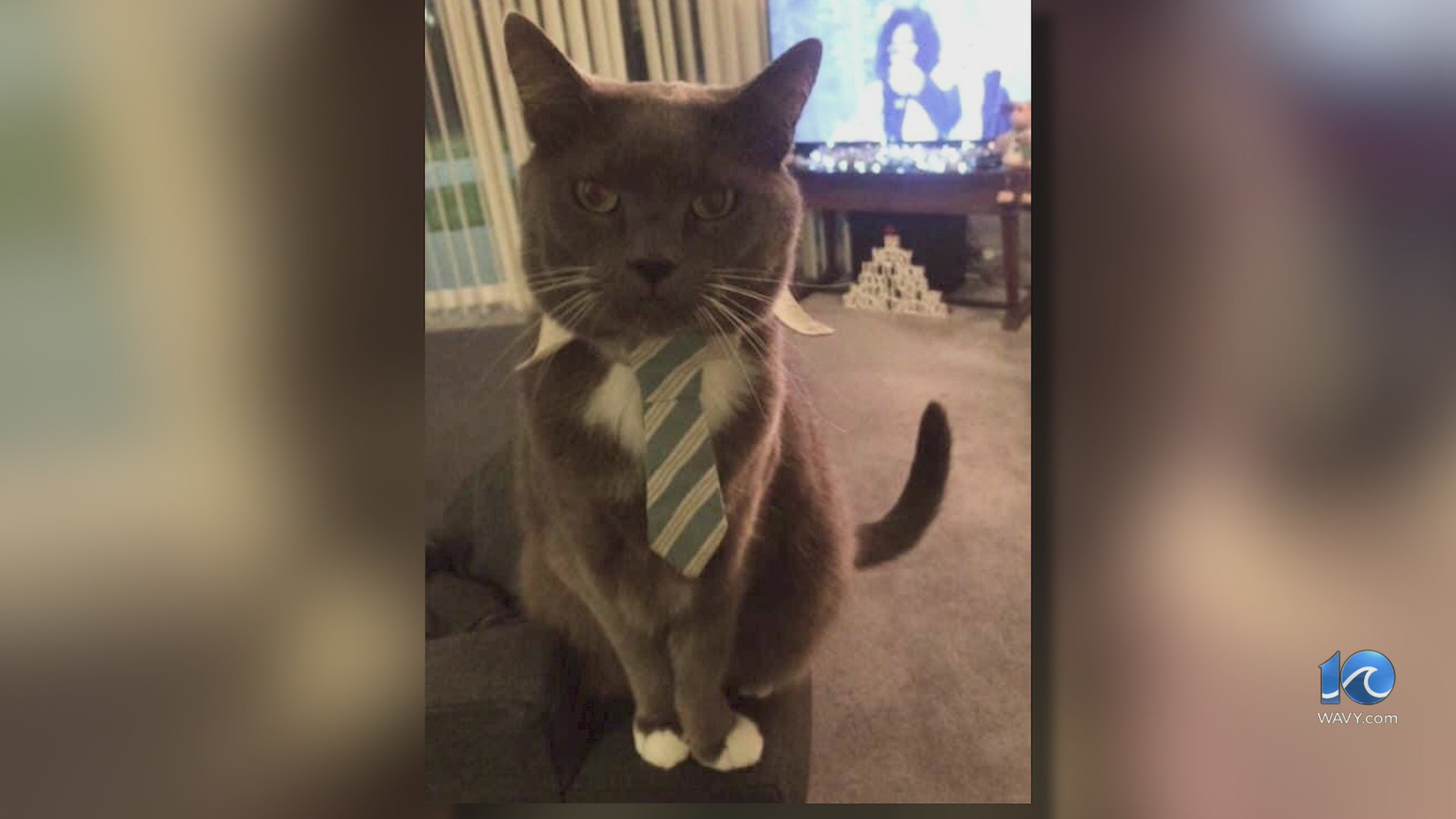 Waggin’ WAVY Wednesday contest winner | Week of March 18-24 – WAVY.com