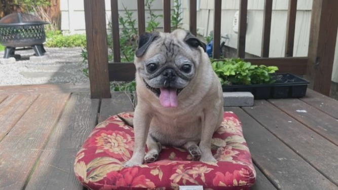 Viral sensation Noodle the pug featured in 2nd children’s book – PIX11