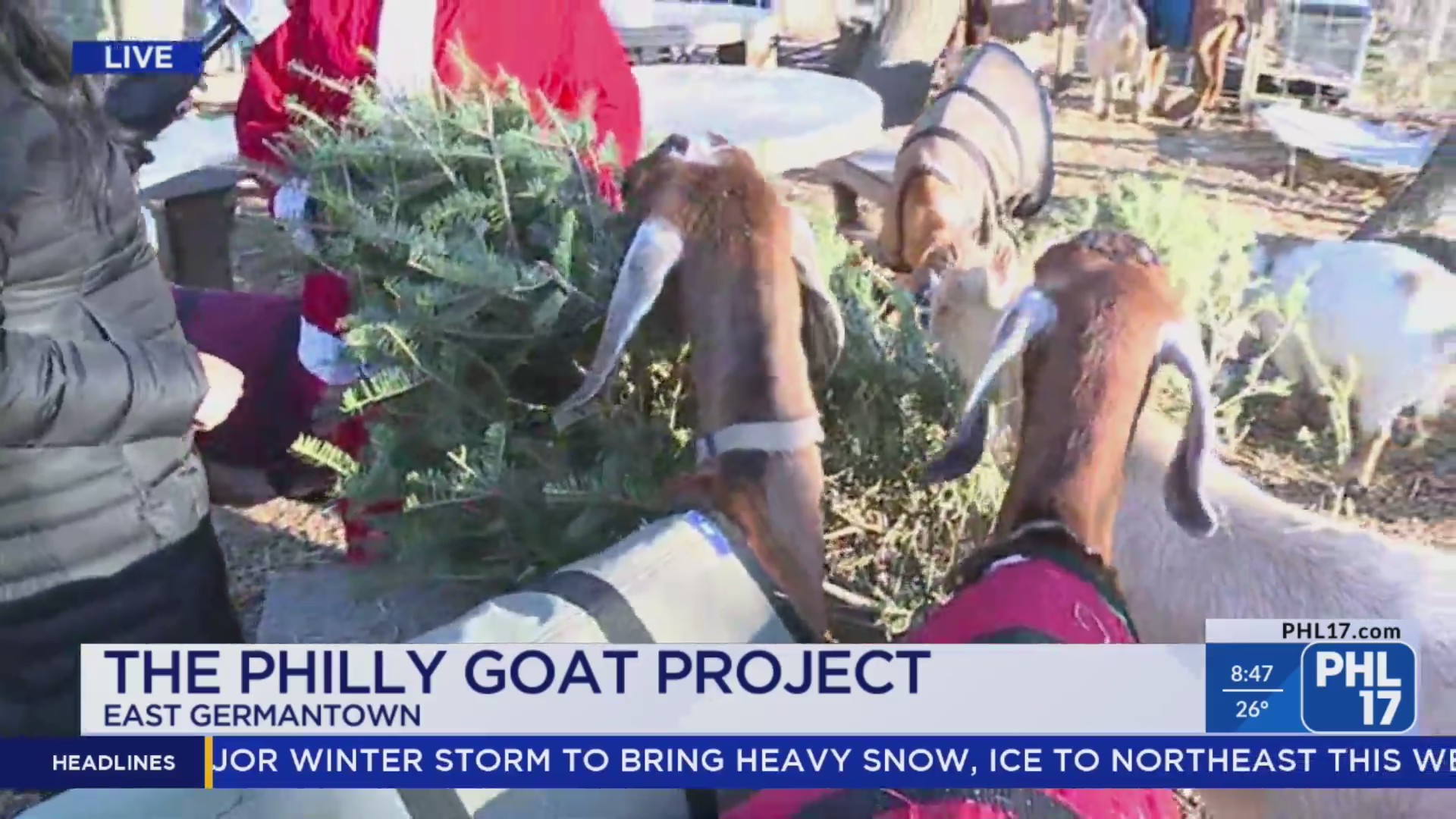 Throwing Away Your Christmas Tree? Feed it to These Goats Instead ...