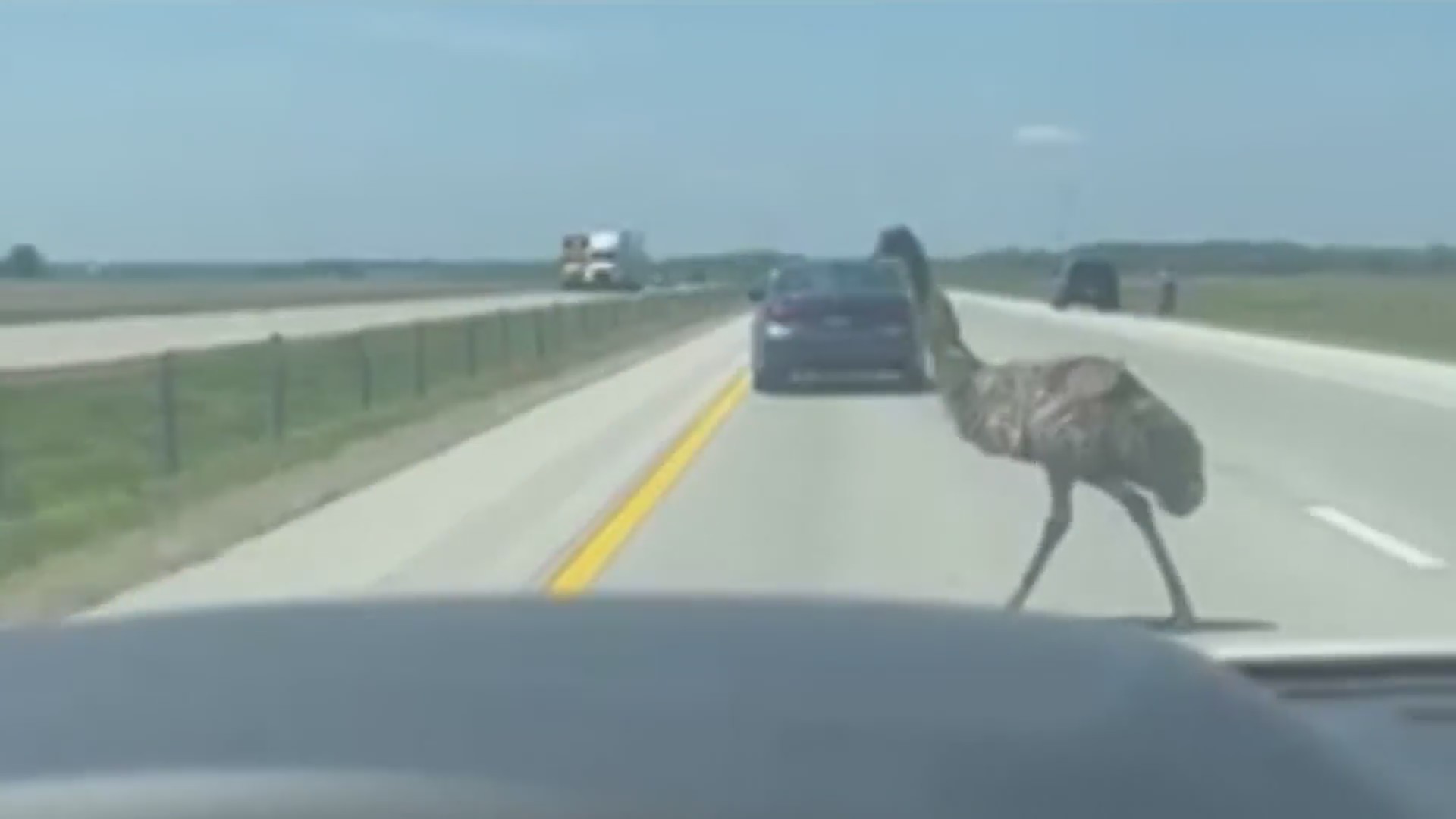 Emu still on the run in Illinois – MyStateline | WTVO News, Weather and ...