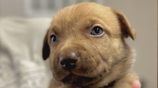 Help name the newest puppies of Humane Society for Southwest Washington ...