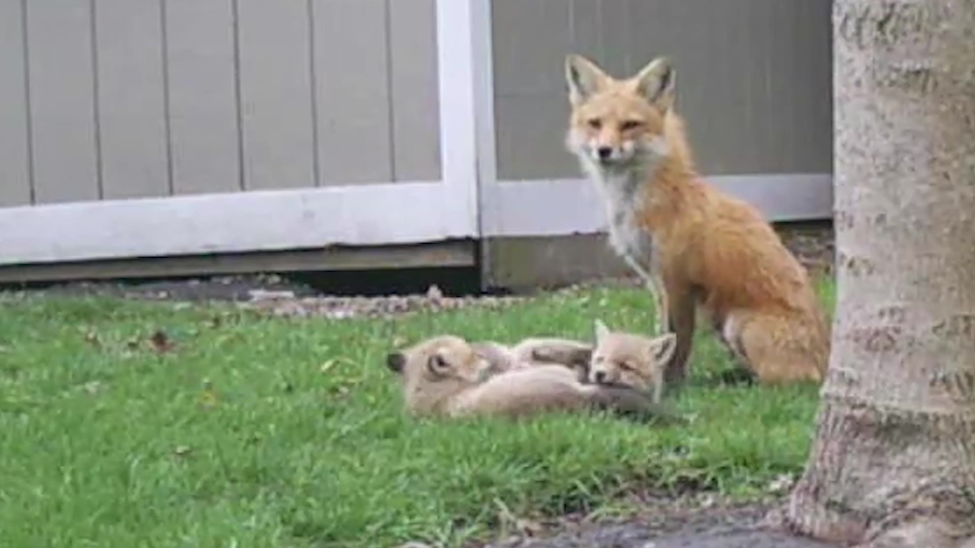 Indianapolis woman captures adorable baby foxes on camera – Fox 59