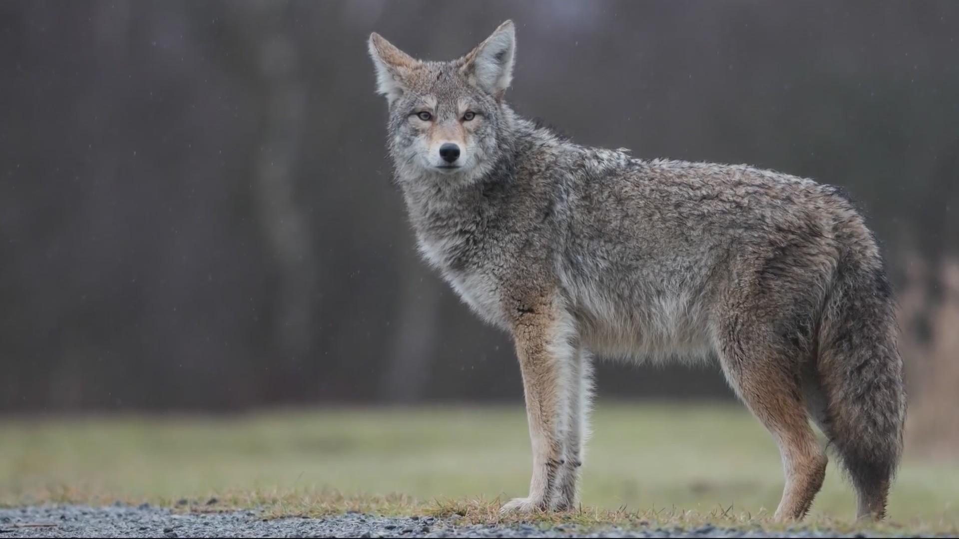 Urbandale releases ‘Urban Coyote Master Plan’ – who13.com
