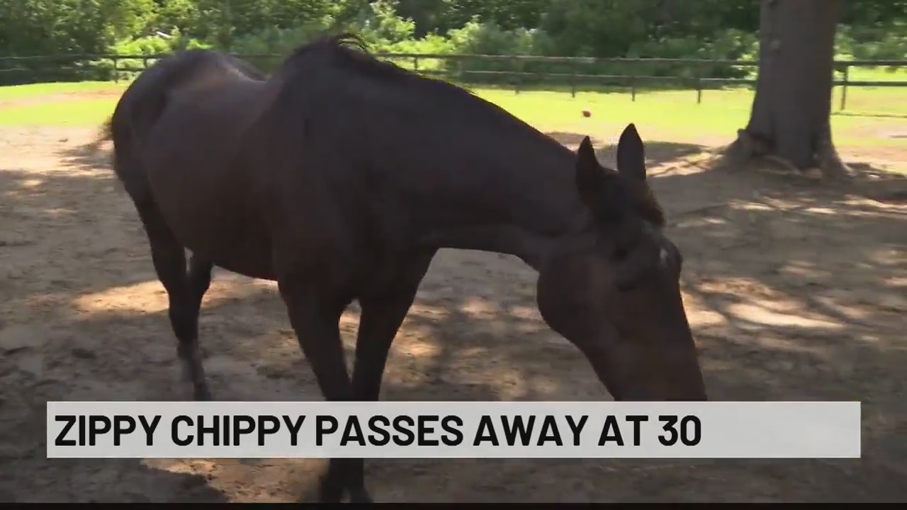 Zippy Chippy passes away at 30 – NEWS10 ABC
