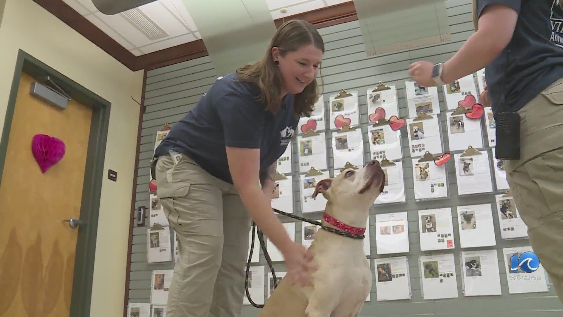 Looking for some ‘Mojo’? Dog needs forever home after 900 days in ...