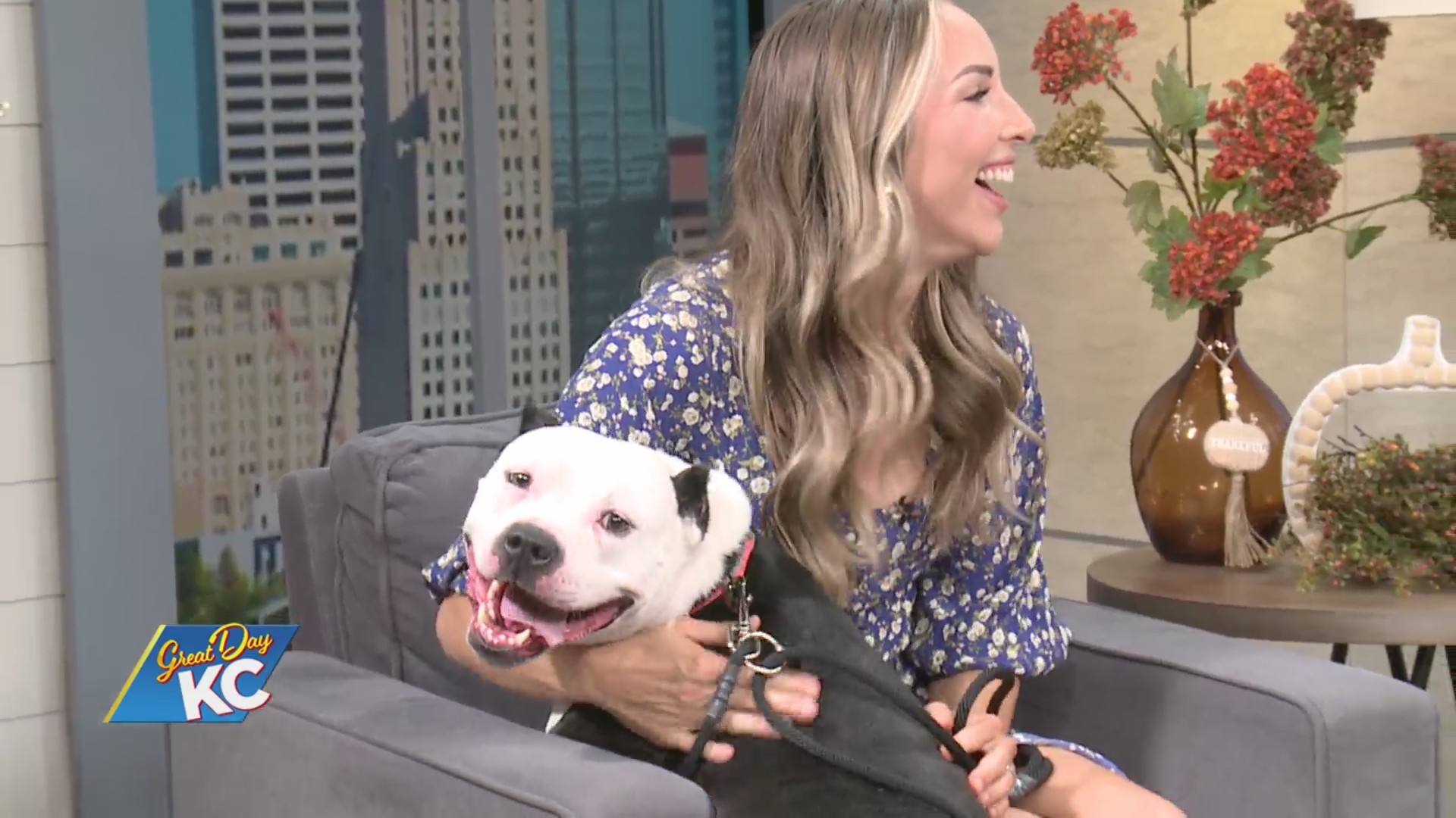 PET PICK: Minnie – FOX 4 Kansas City WDAF-TV | News, Weather, Sports