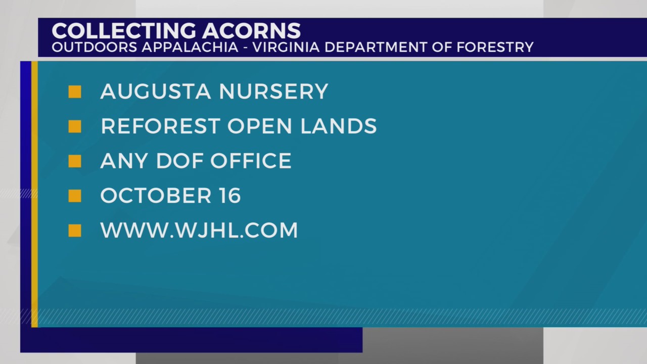 Got acorns? Virginia Department of Forestry wants them – WJHL | Tri ...