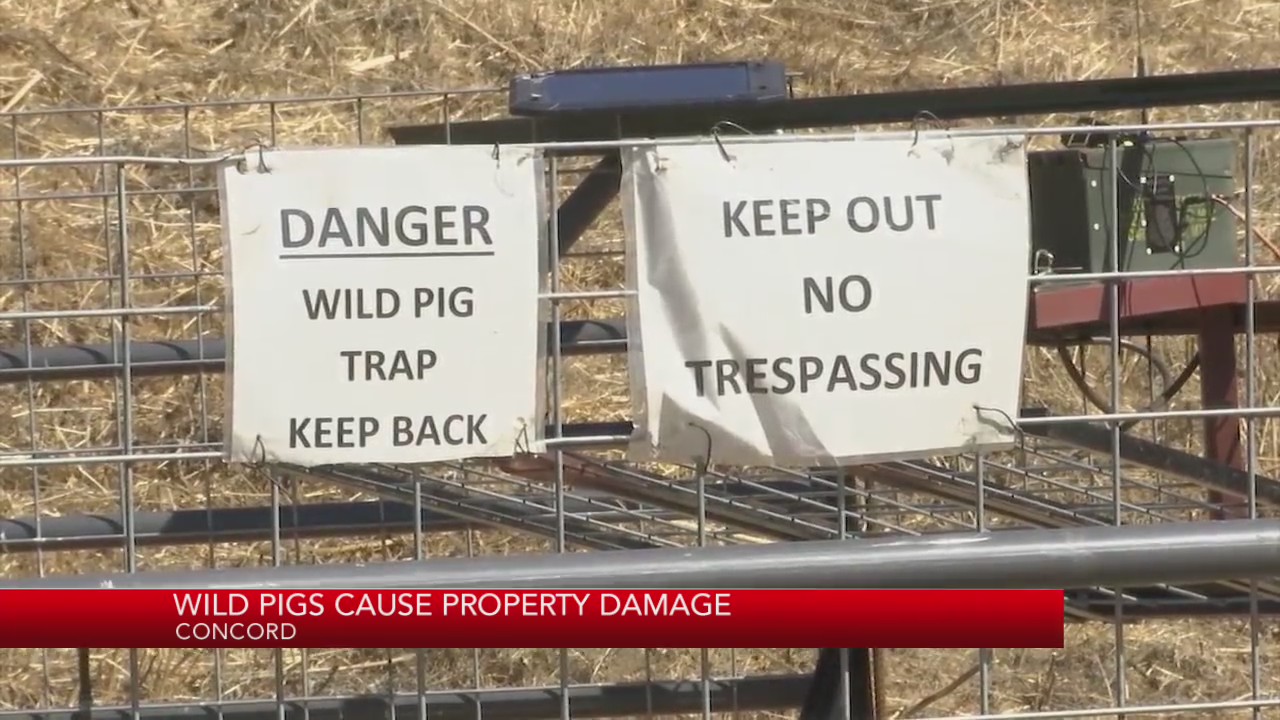 Wild pigs cause property damage in Bay Area – KRON4