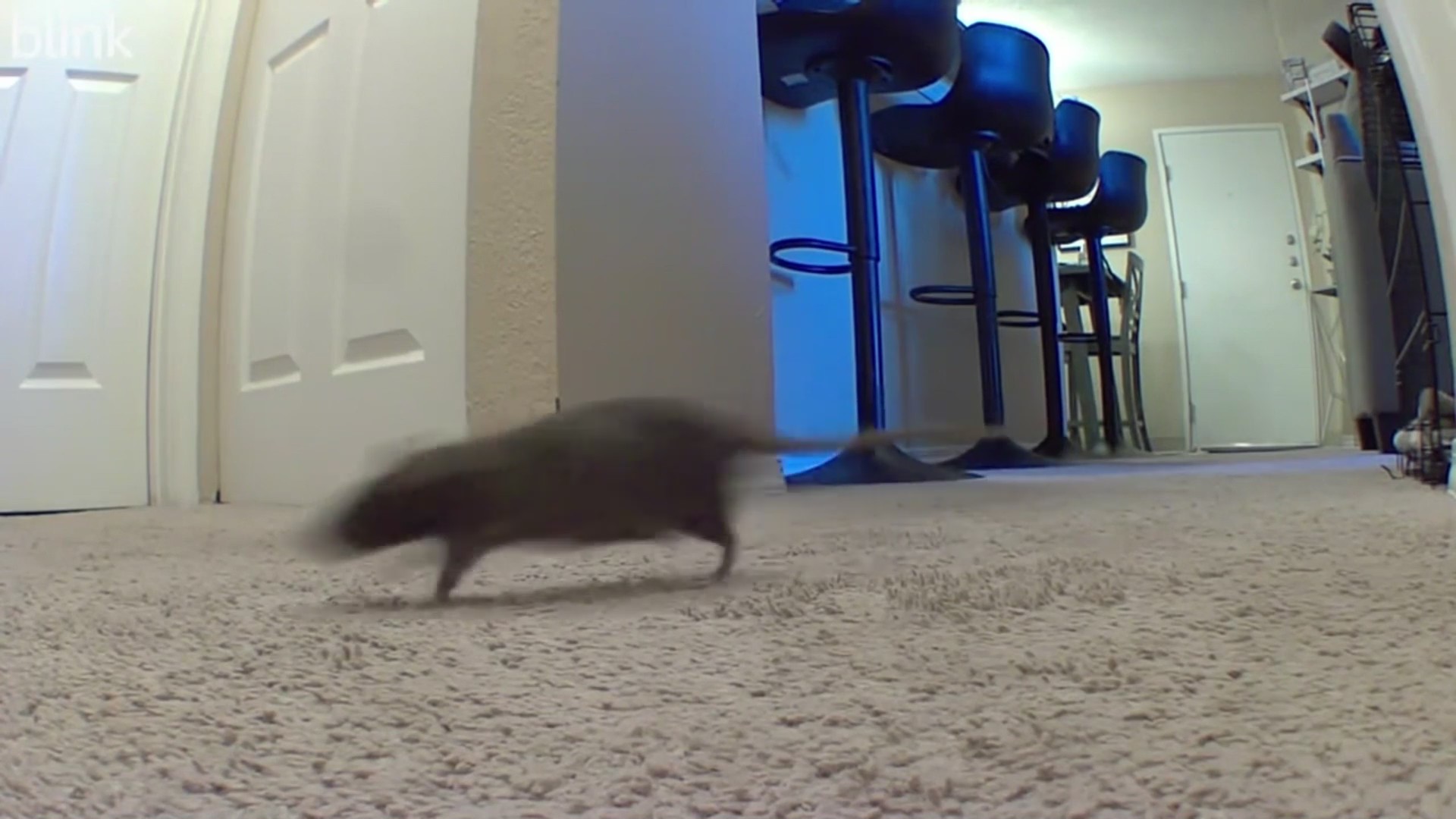 Rat infestation? What Colorado renters need to do – FOX31 Denver