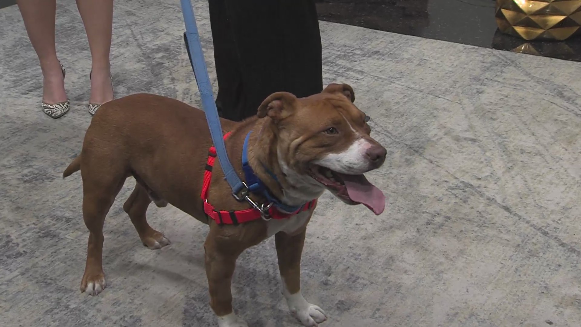 Animal Humane opens new adoption location in Albuquerque – KRQE NEWS 13 ...