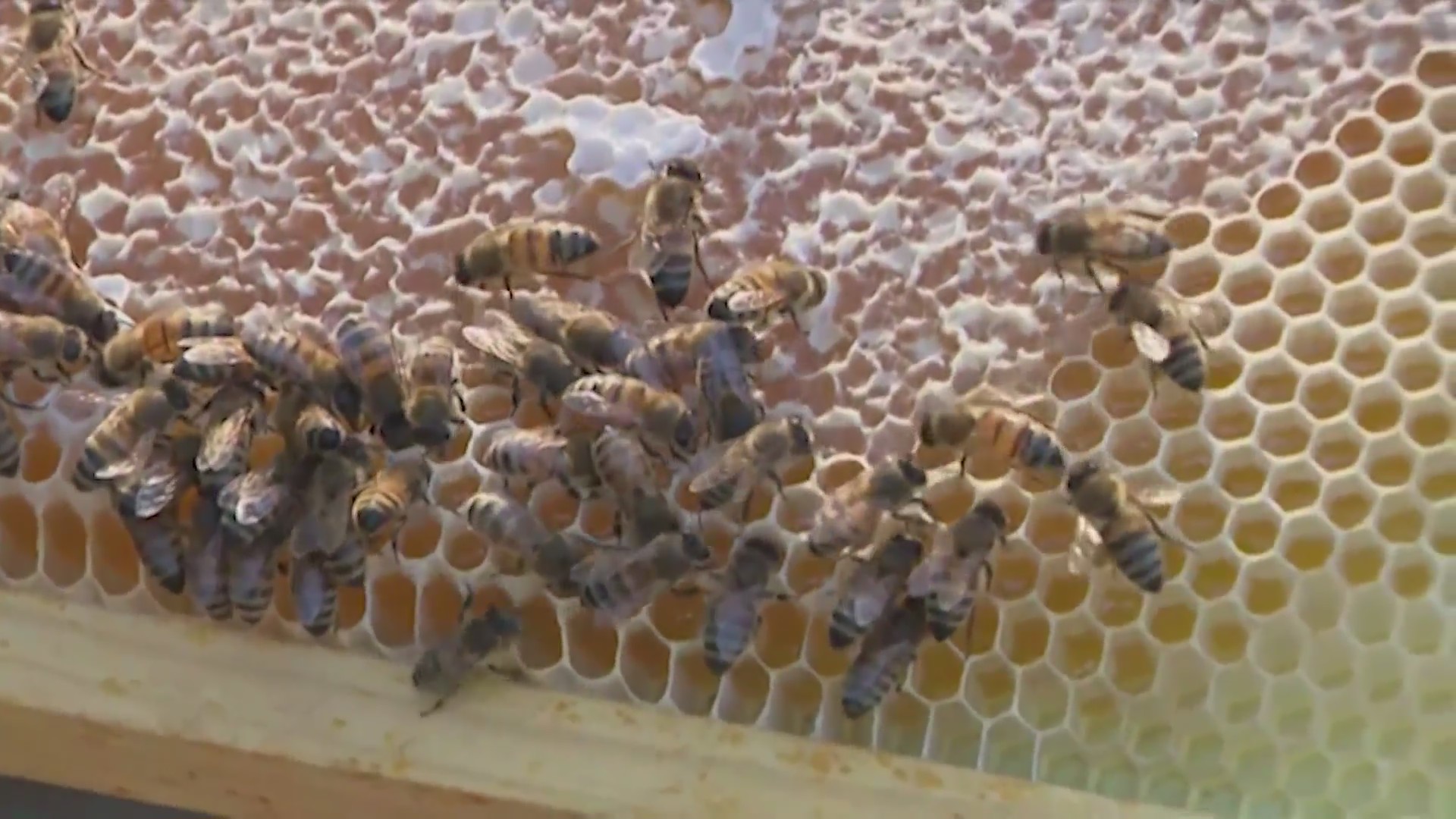 How winter storms impacted bees – CBS47 and KSEE24 | YourCentralValley.com