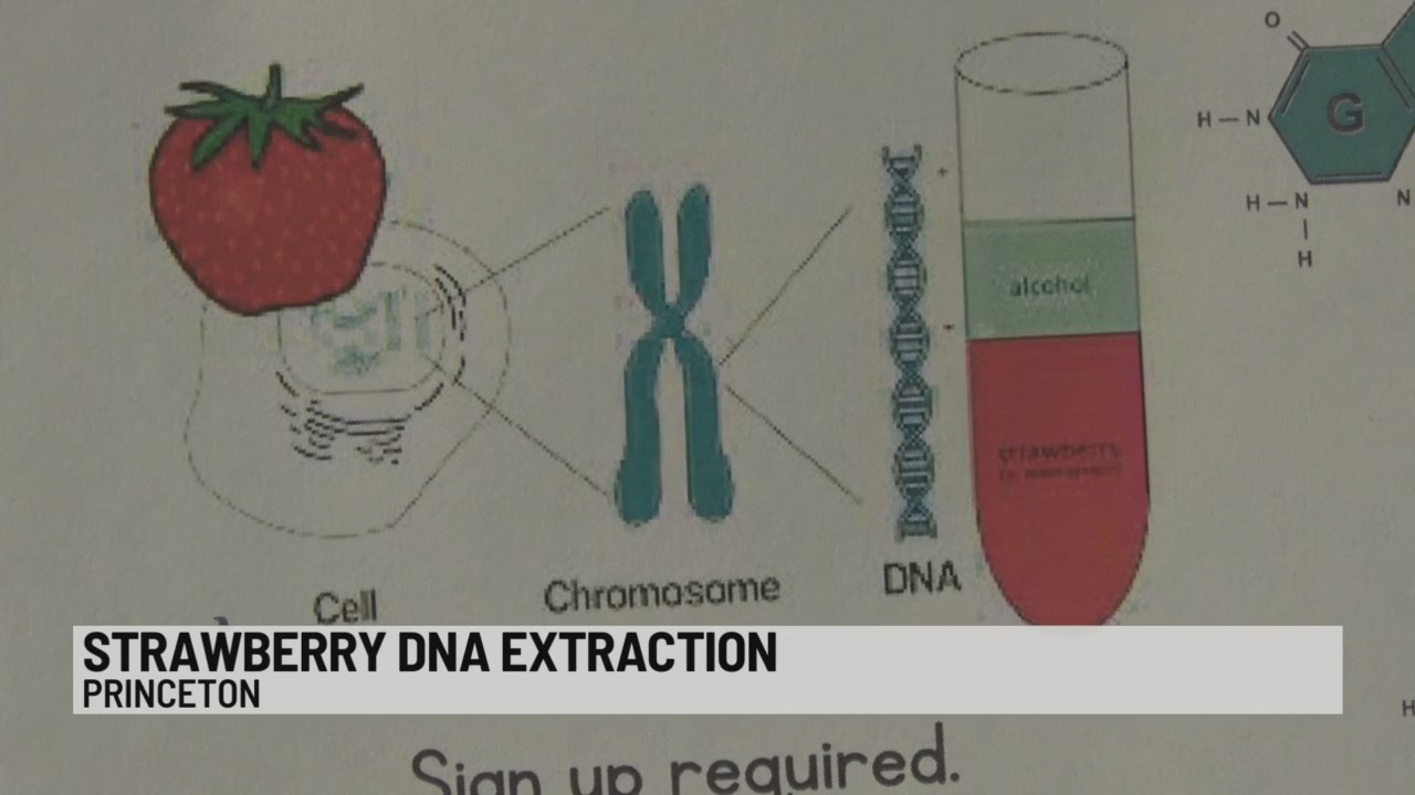 Strawberry DNA Lab – WVNS
