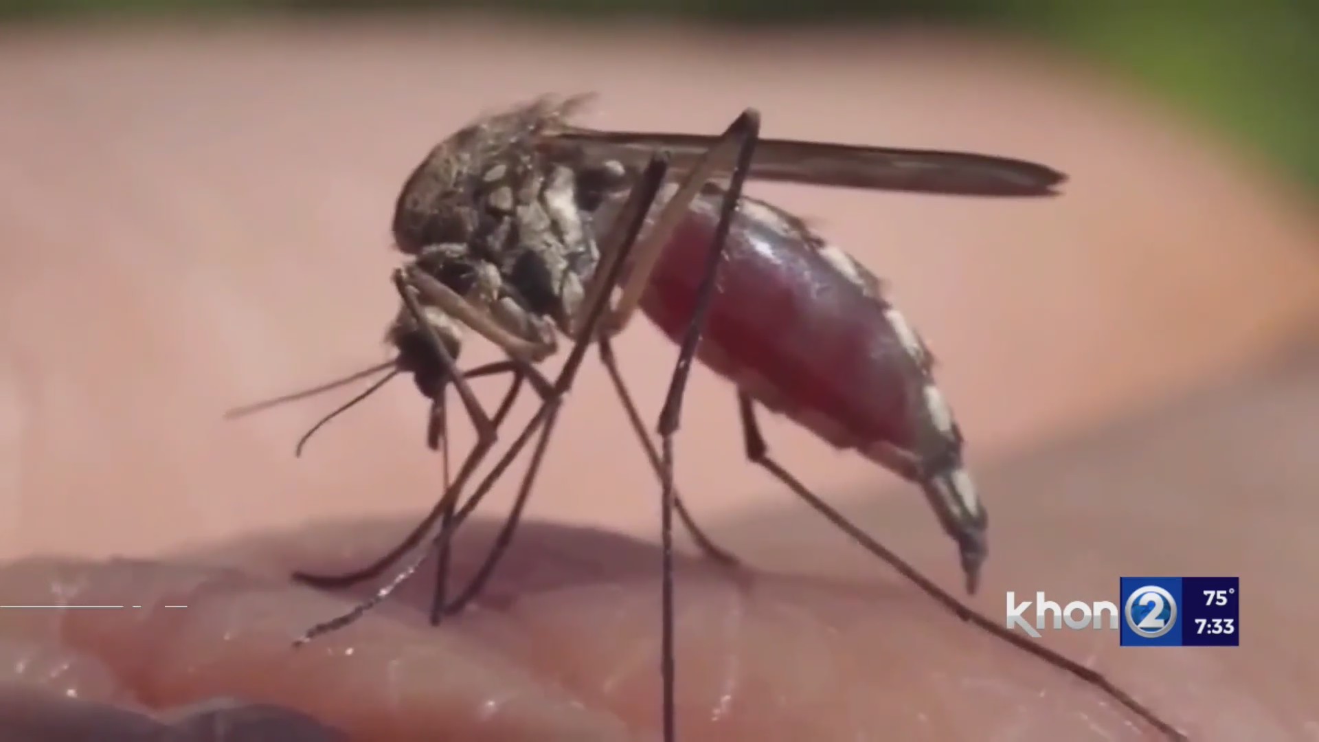 Malaria patient released from Oahuʻs Tripler AMC after treatment – KHON2