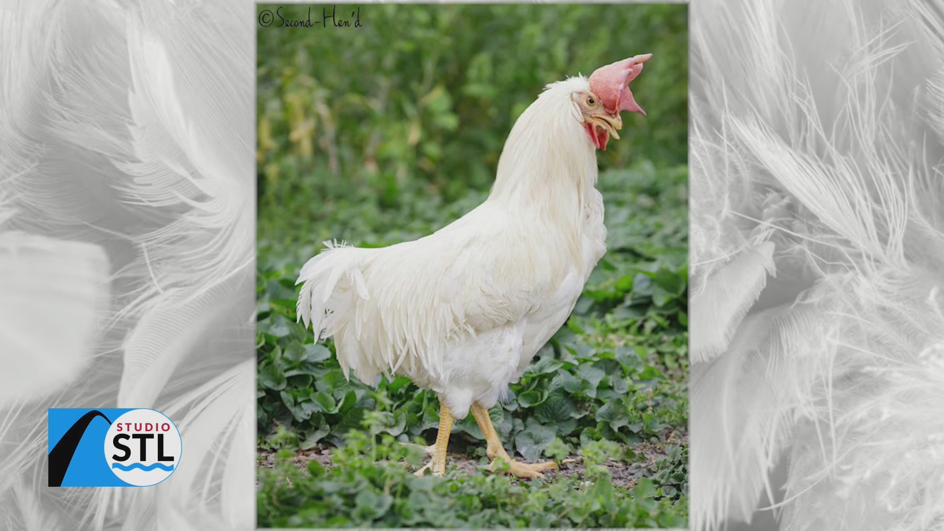 They put hens high on the pecking order-the work of Second-Hen’d – FOX 2