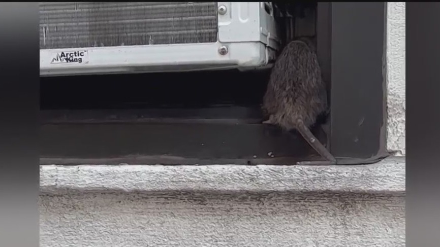 Residents consider rent strike amid rat infestation – PIX11
