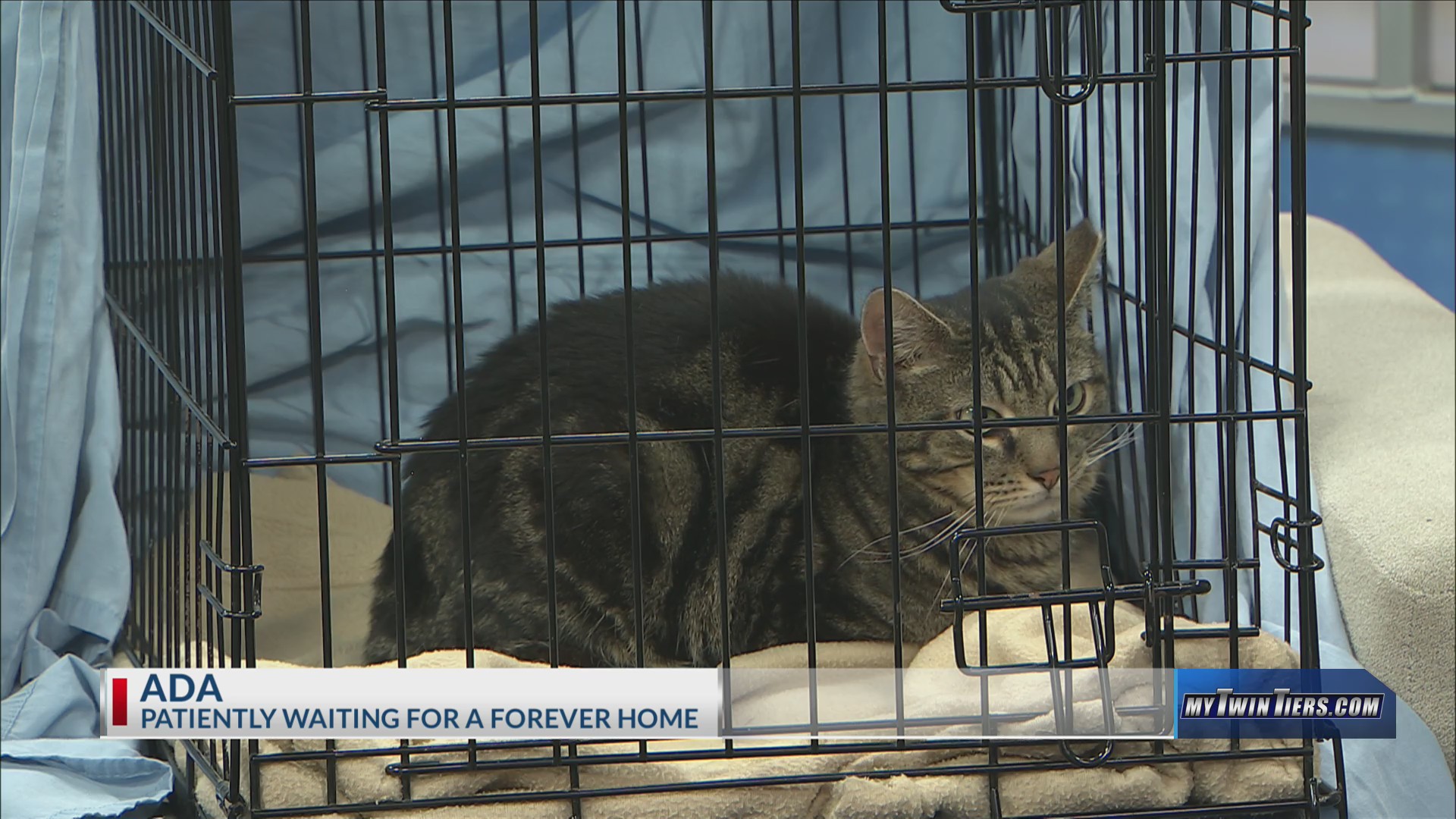 Pet of the Week: Ada, Animal Care Sanctuary – WETM – MyTwinTiers.com