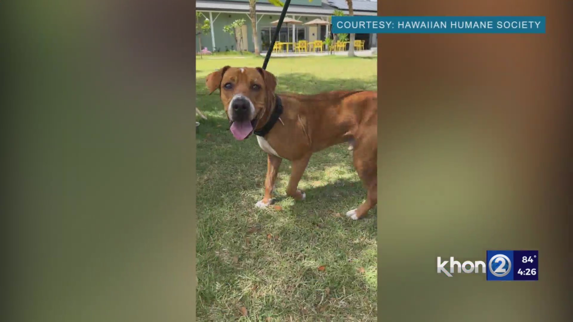 Fry the dog searching for his fur-ever home: Wags ‘n Whiskers – KHON2
