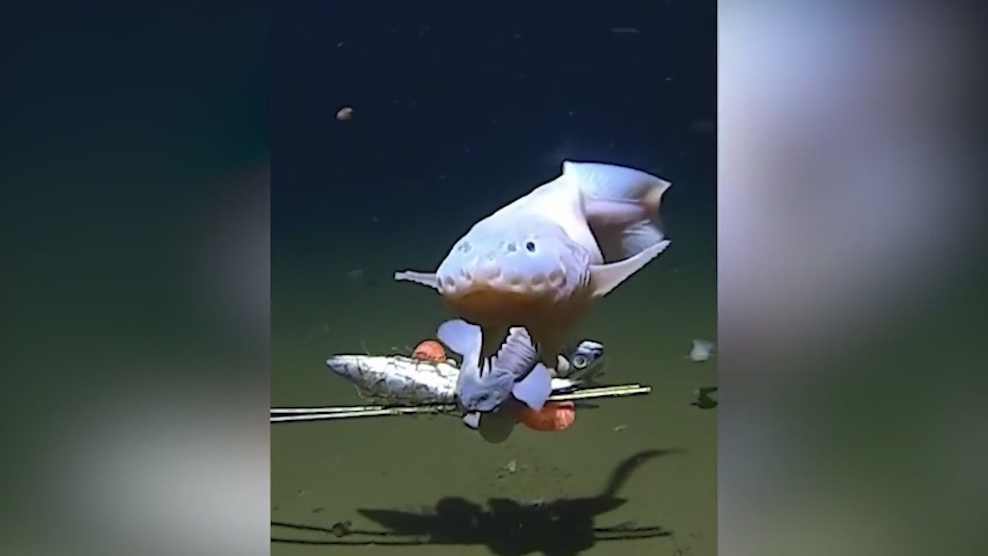 Say hello to the deepest fish ever filmed – MyStateline | WTVO News ...