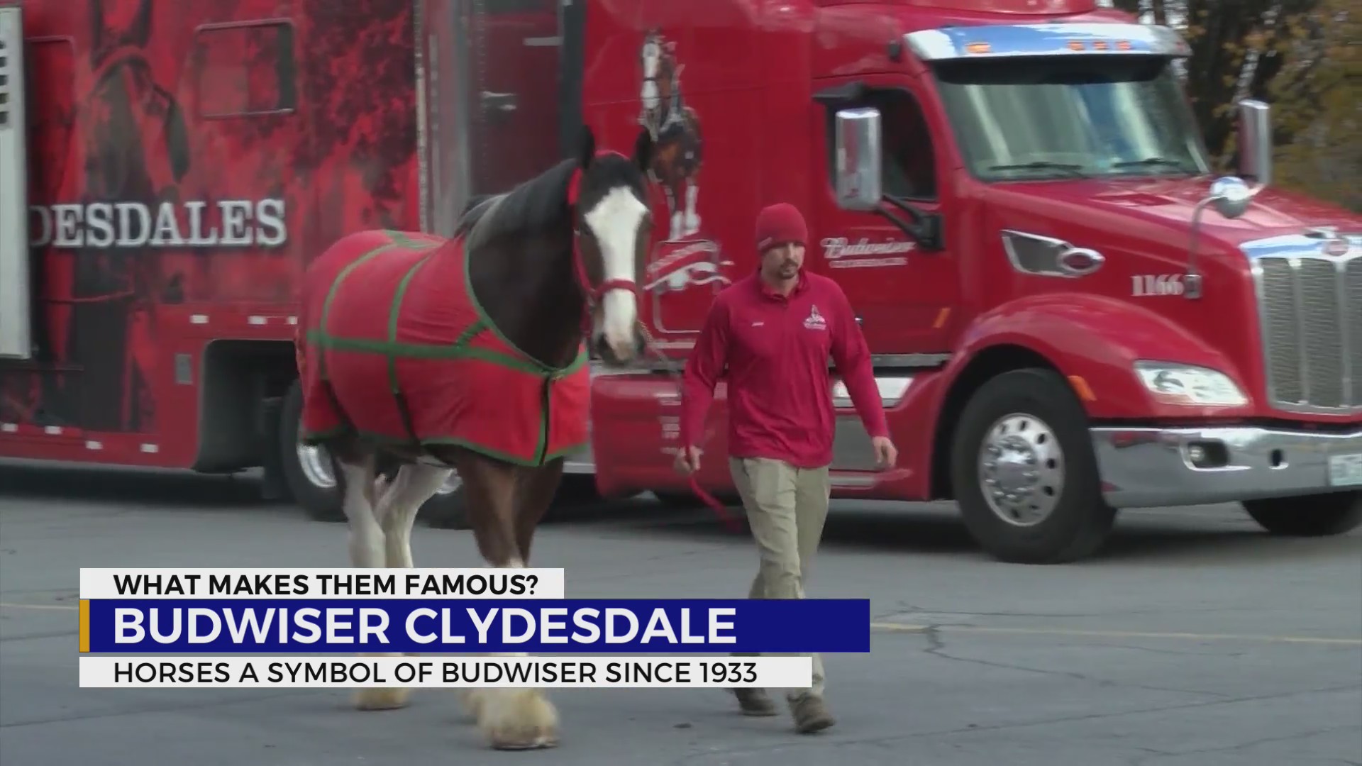 What makes the Budweiser Clydesdales ‘World Famous’? – WJHL | Tri ...