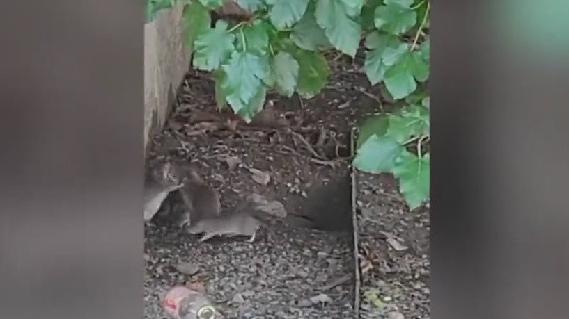 Residents say rats feast on garbage at Bronx park – PIX11