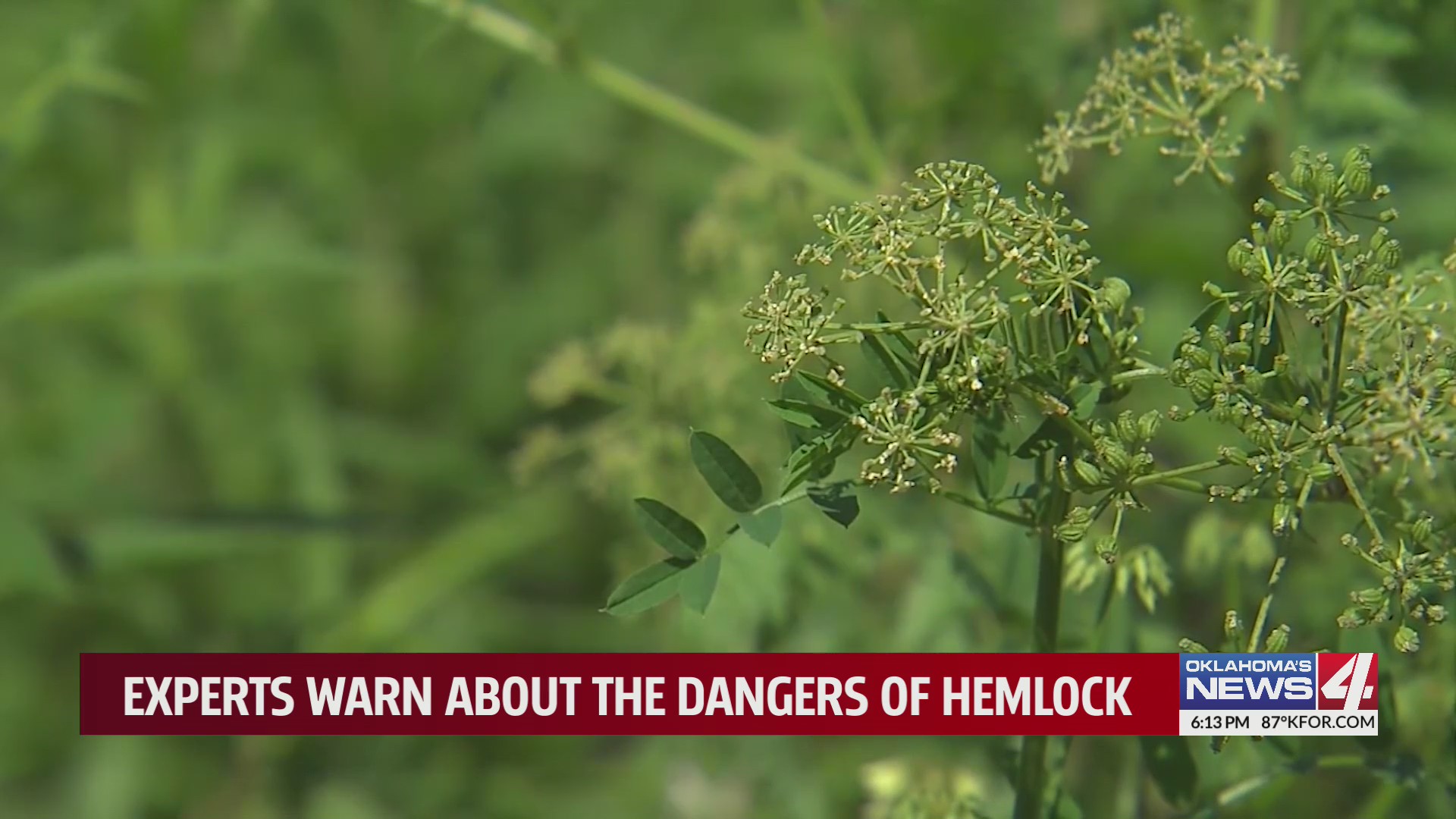 Poison Hemlock plants popping up across Edmond; Oklahoma City Metro ...
