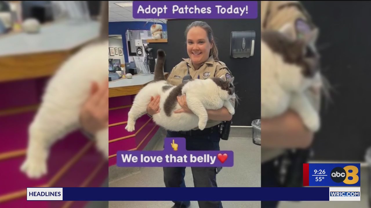 ‘Gloriously gluttonous body’: Fat cat up for adoption in Richmond ...