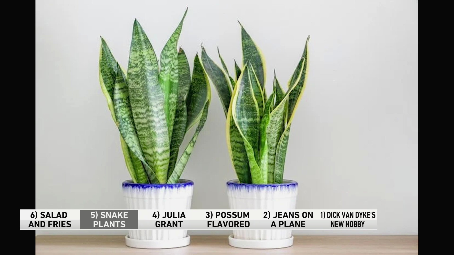 The benefits of snake plants – WGN-TV