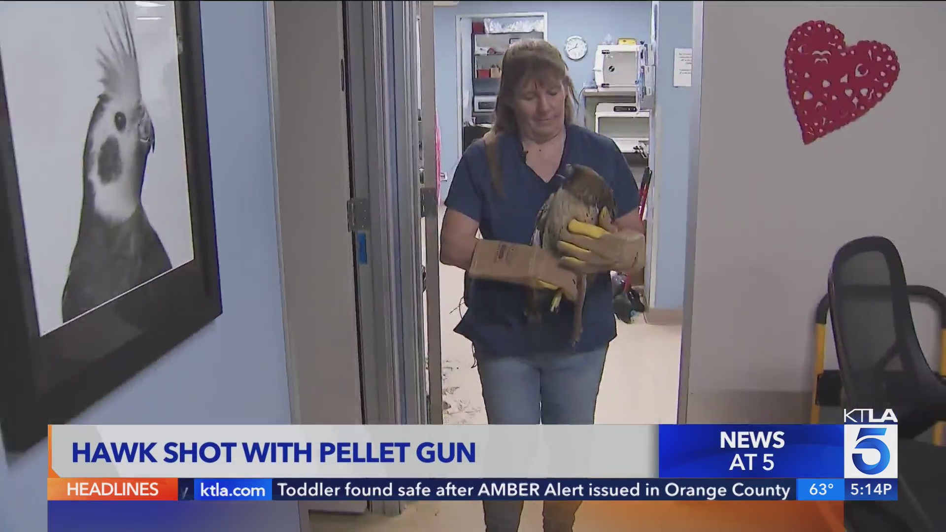 Hawk found suffering two pellet-gun wounds – KTLA