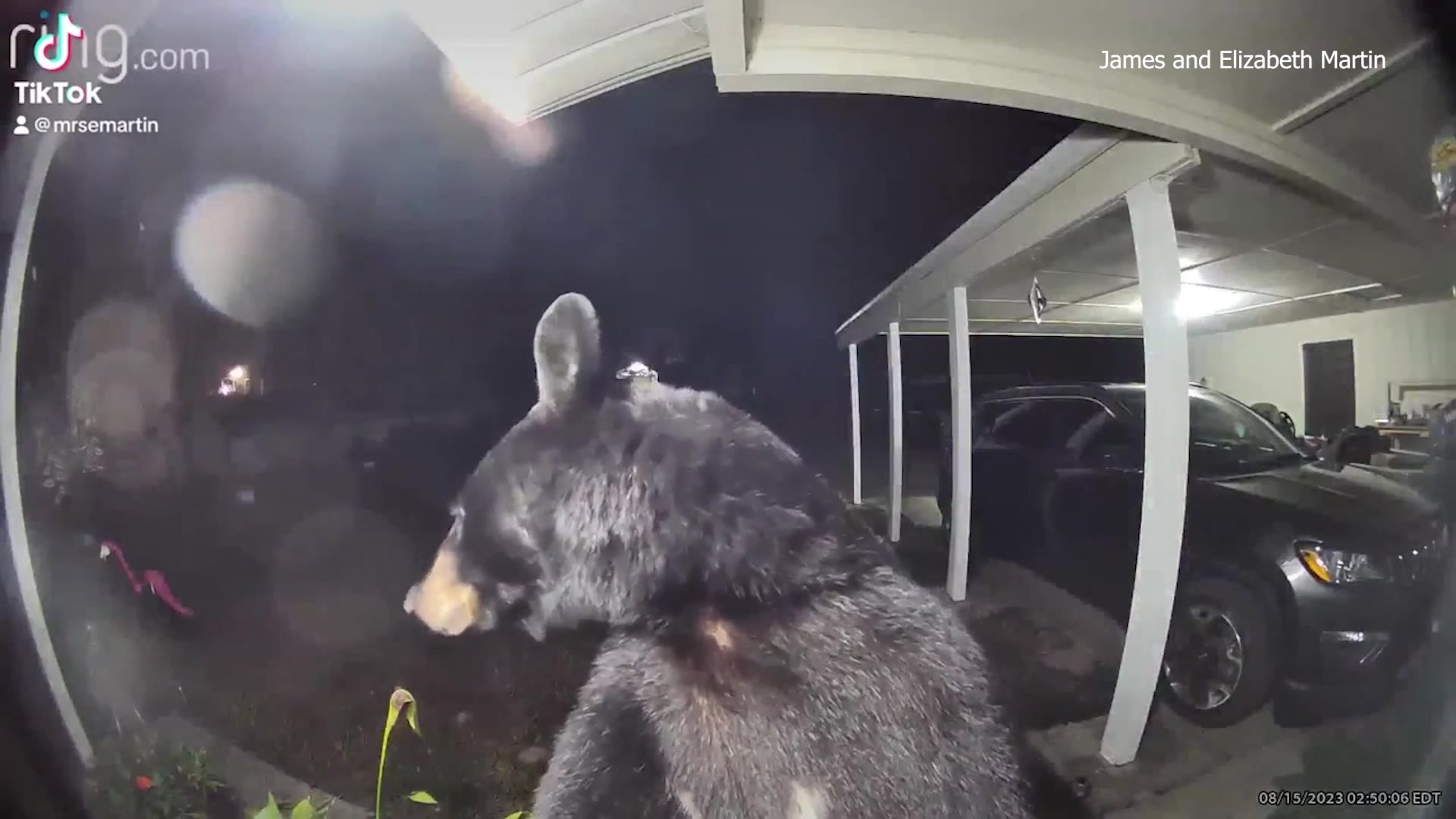 Bear doorbell cam – WFLA