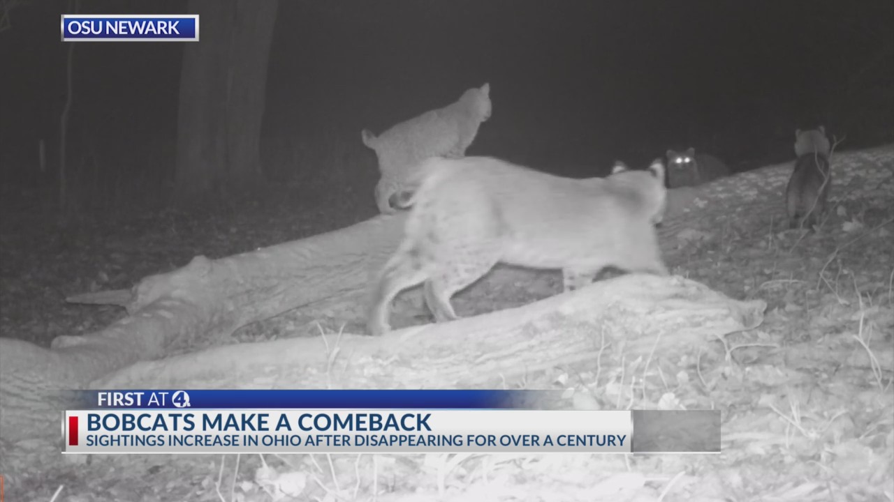 Bobcats returning to parts of Ohio – NBC4 WCMH-TV