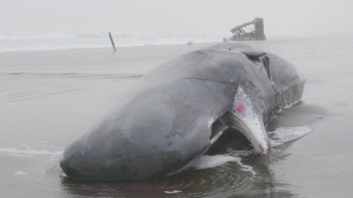 Scientists determine what killed washed-ashore whale on Oregon coast ...