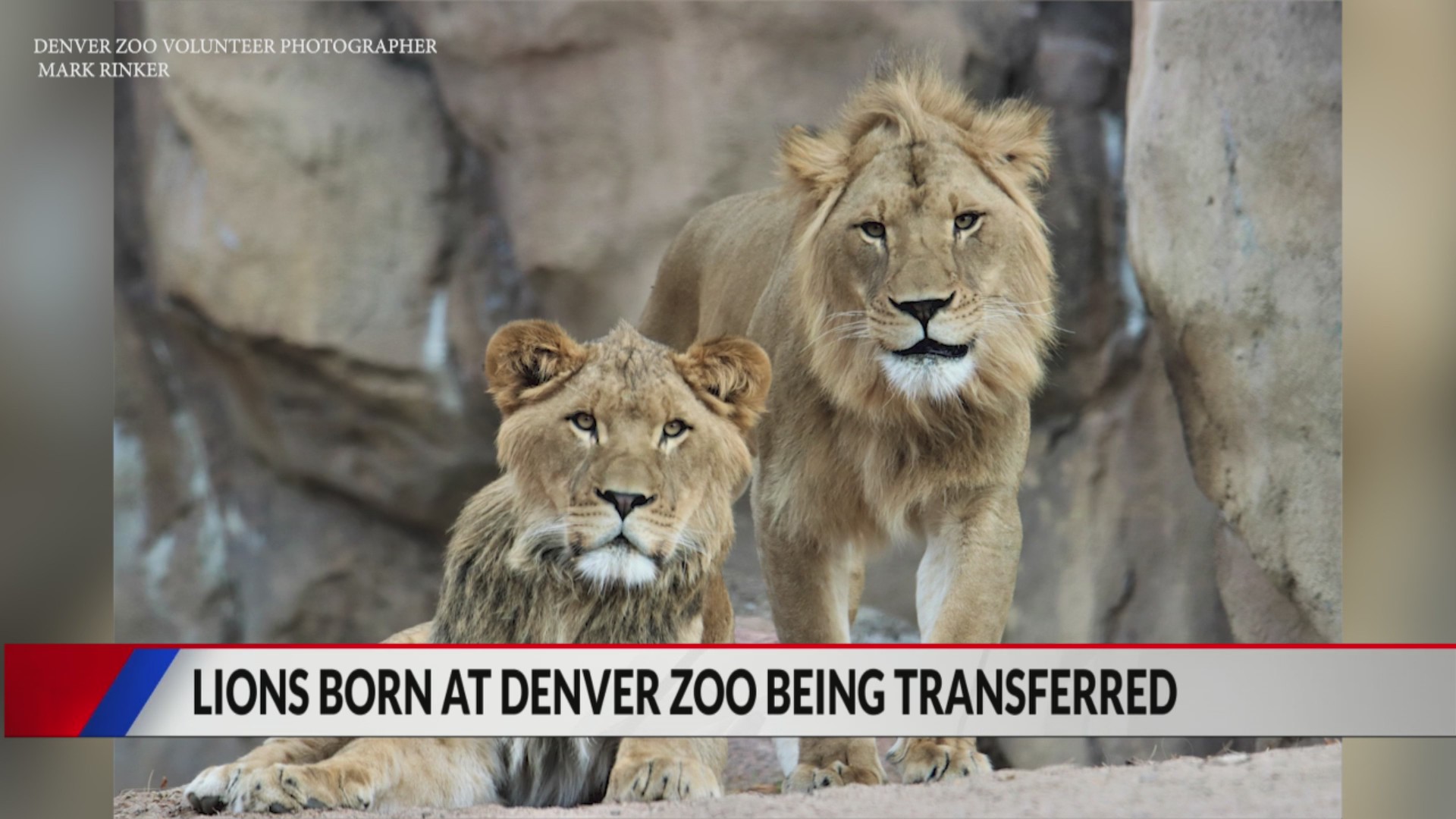 Denver Zoo lions to be transferred – FOX31 Denver